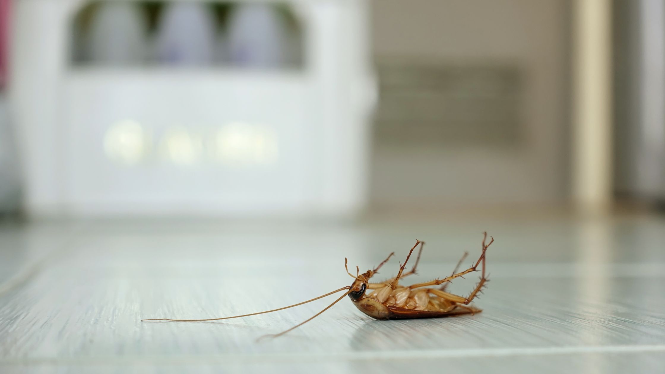 Why Do I Have Roaches in My Home — and How Can I Prevent Them ...